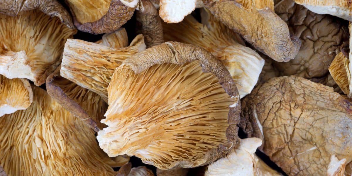 Cooking with Dried Mushrooms - Minnesota Mycological Society