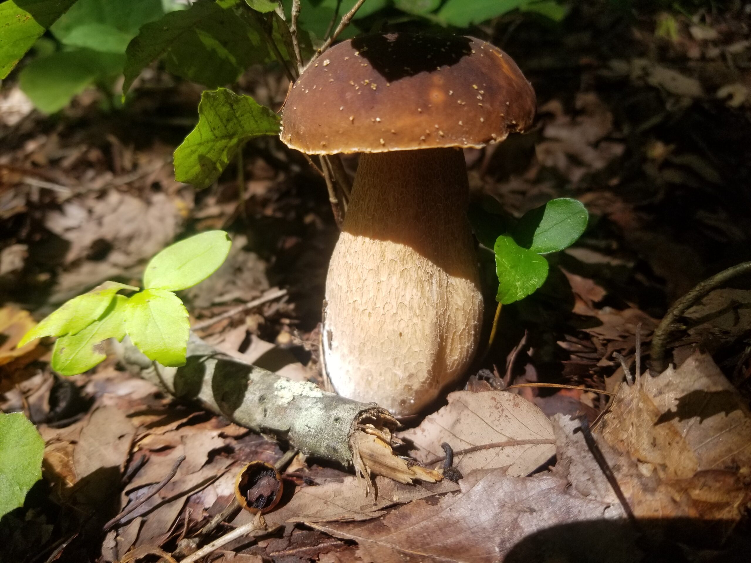 Foraging in Japan - Minnesota Mycological Society